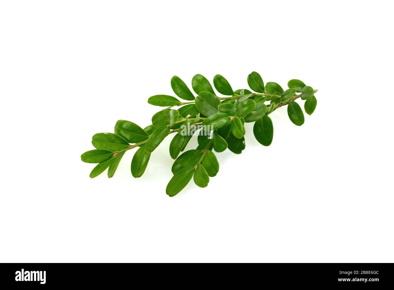 Boxwood branch on a white background isolated Stock Photo - Alamy