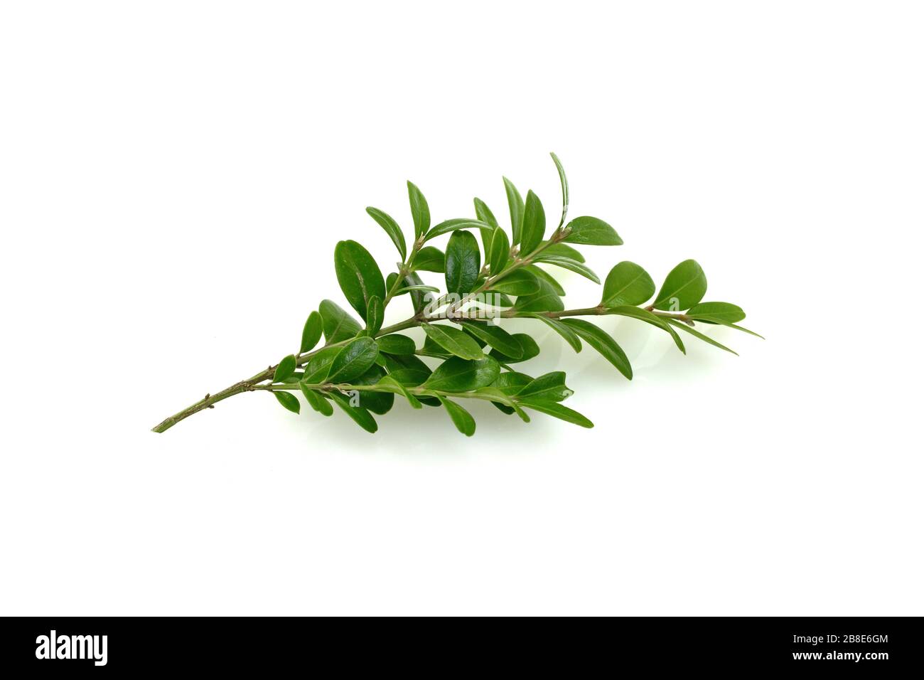 Boxwood branch on a white background isolated Stock Photo - Alamy