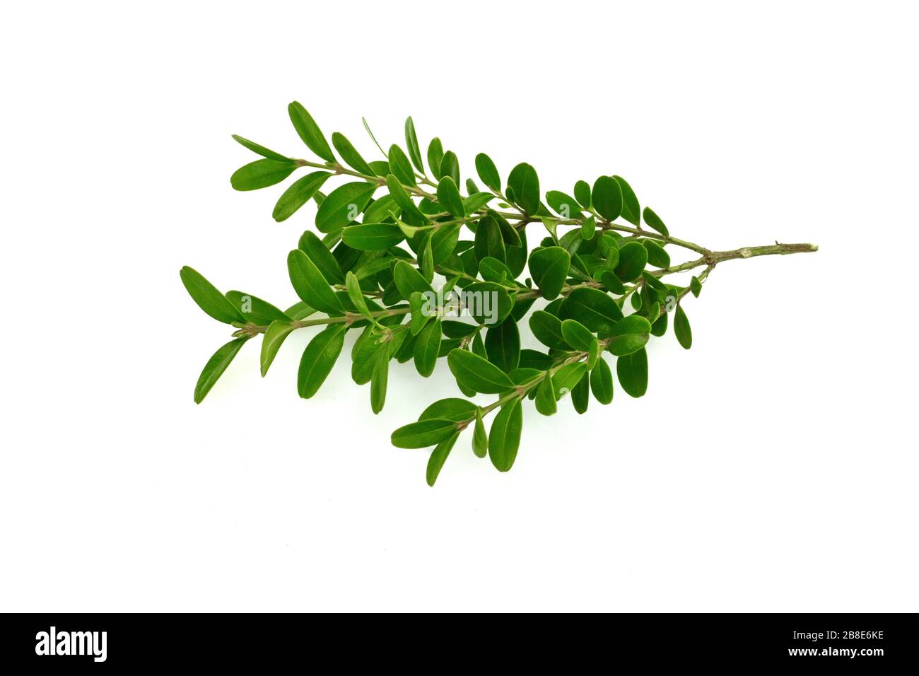 Boxwood branch on a white background isolated Stock Photo - Alamy