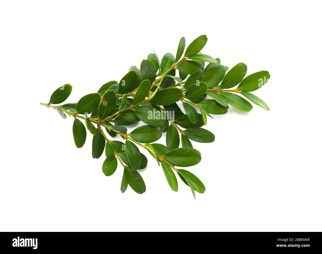 Boxwood branch on a white background isolated Stock Photo - Alamy