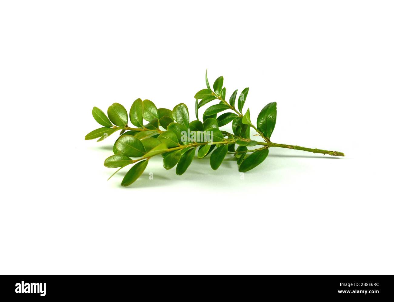 Boxwood branch on a white background isolated Stock Photo - Alamy