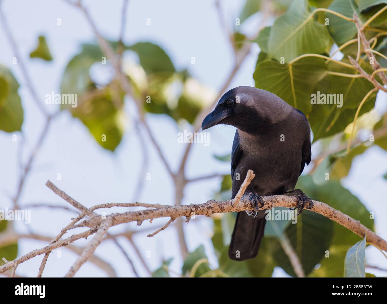 Blackbird clipart hi-res stock photography and images - Alamy