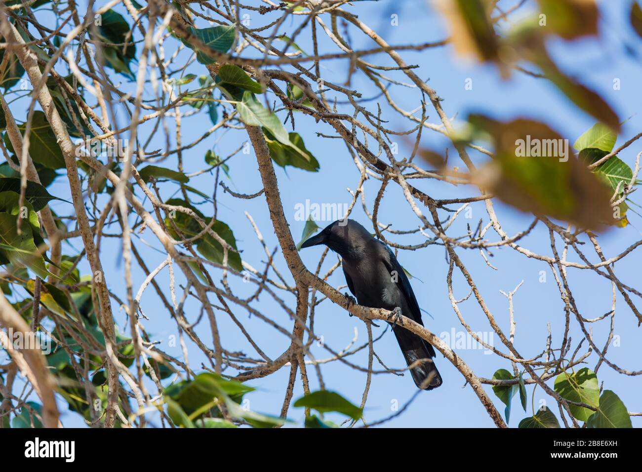 Crow, Birds crow on a tree a live crow on branch Stock Photo - Alamy