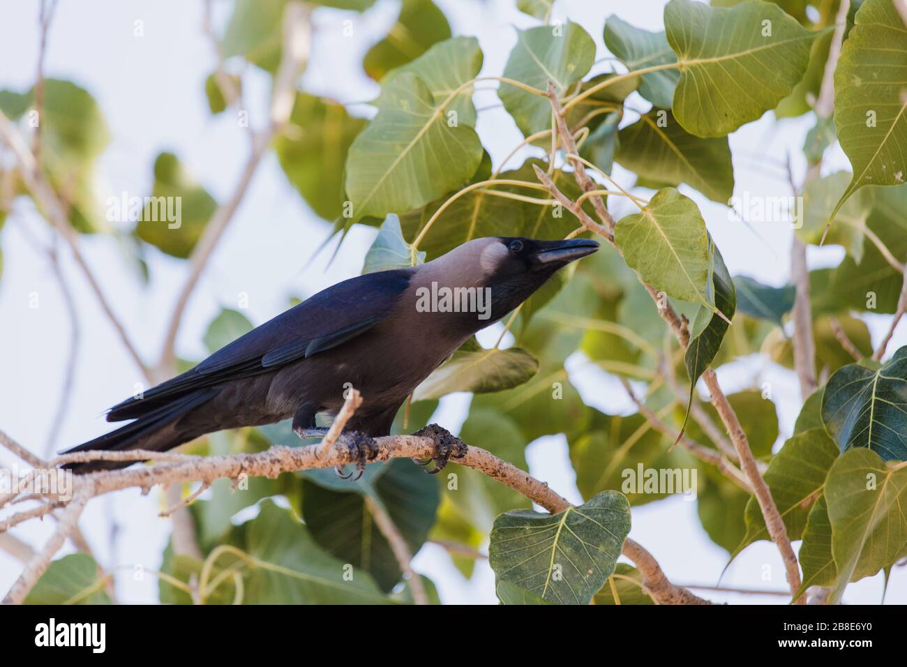 Crow, Birds crow on a tree a live crow on branch Stock Photo - Alamy