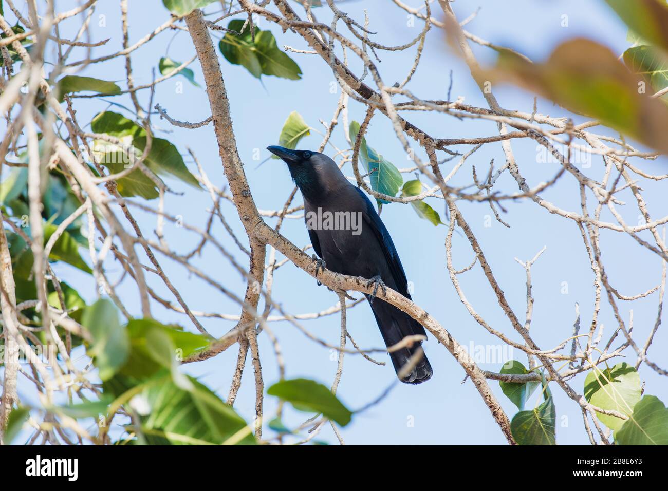 Crow, Birds crow on a tree a live crow on branch Stock Photo - Alamy
