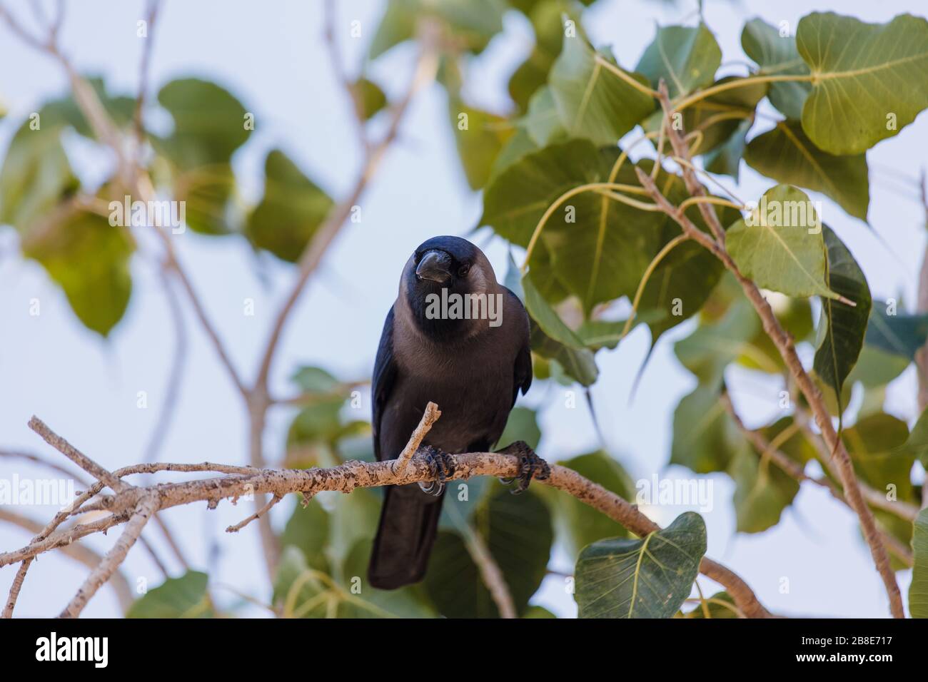 Crow, Birds crow on a tree a live crow on branch Stock Photo - Alamy