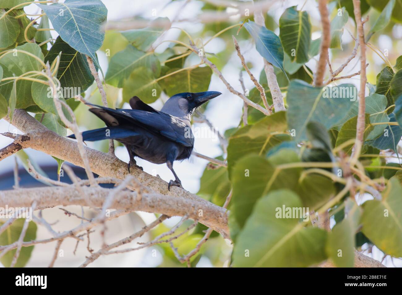 Flying bird clipart hi-res stock photography and images - Alamy