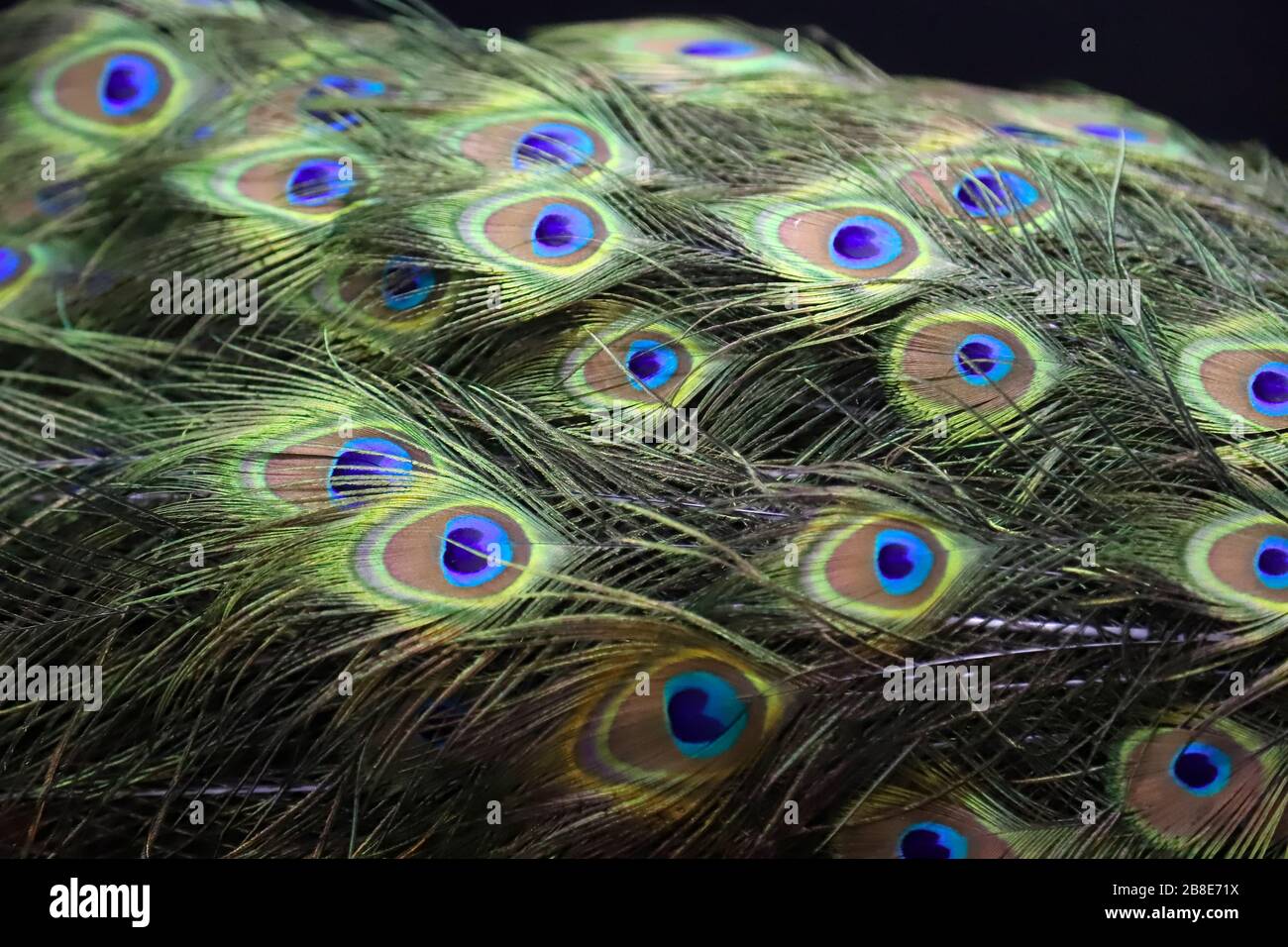 Close up of peacock showing its feathers. Beautiful peacock. Male ...