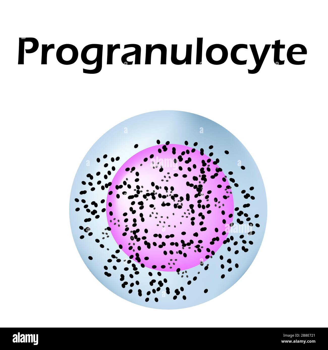 Neutrophils structure. Blood cell neutrophils. Progranulocyte. White ...
