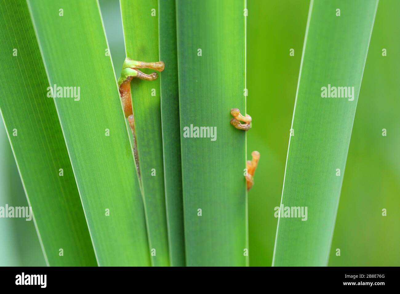 Shy european tree frog hiding behind green leafs in spring nature Stock ...