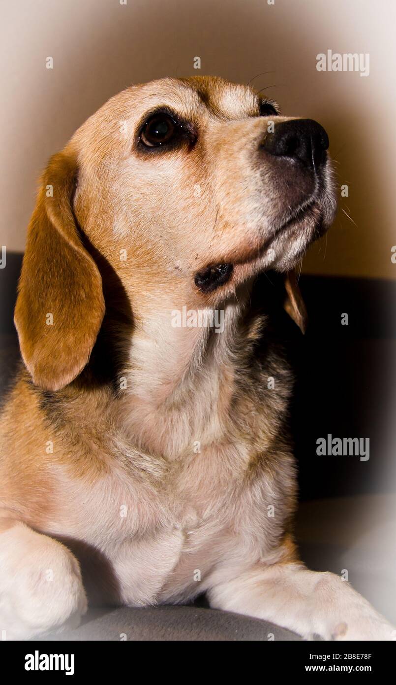 A very beautiful and cute portrait of a purebred cute beagle, tricolor ...
