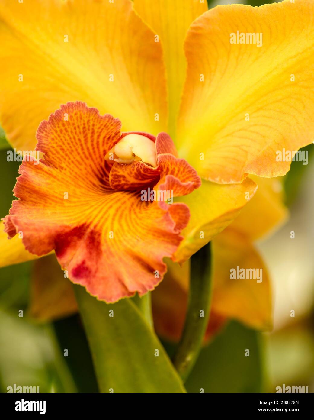Orange orchid flowers hi-res stock photography and images - Alamy