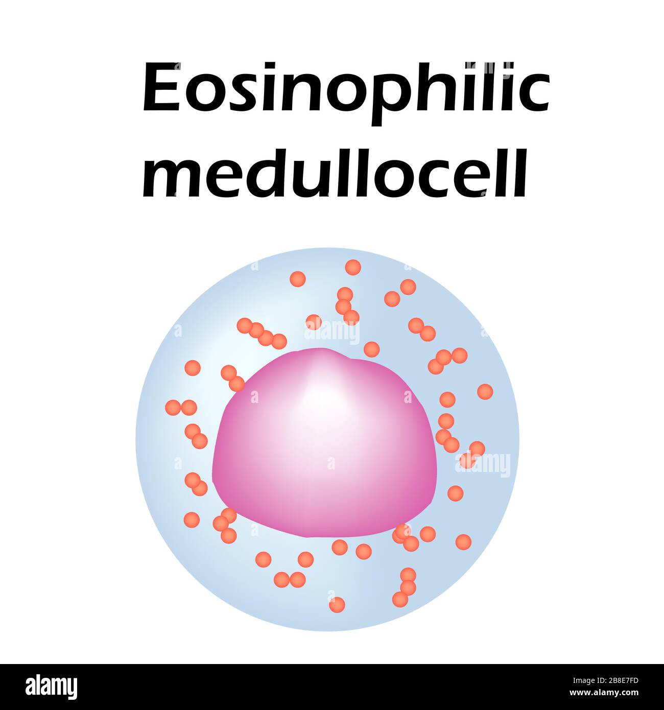 Eosinophil structure. Eosinophil blood cells. White blood cells ...