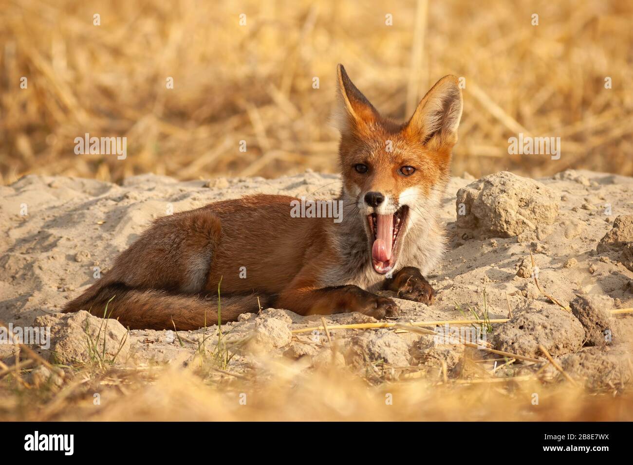 Cute red fox lying down and yawning on sand hill by den entrance in ...