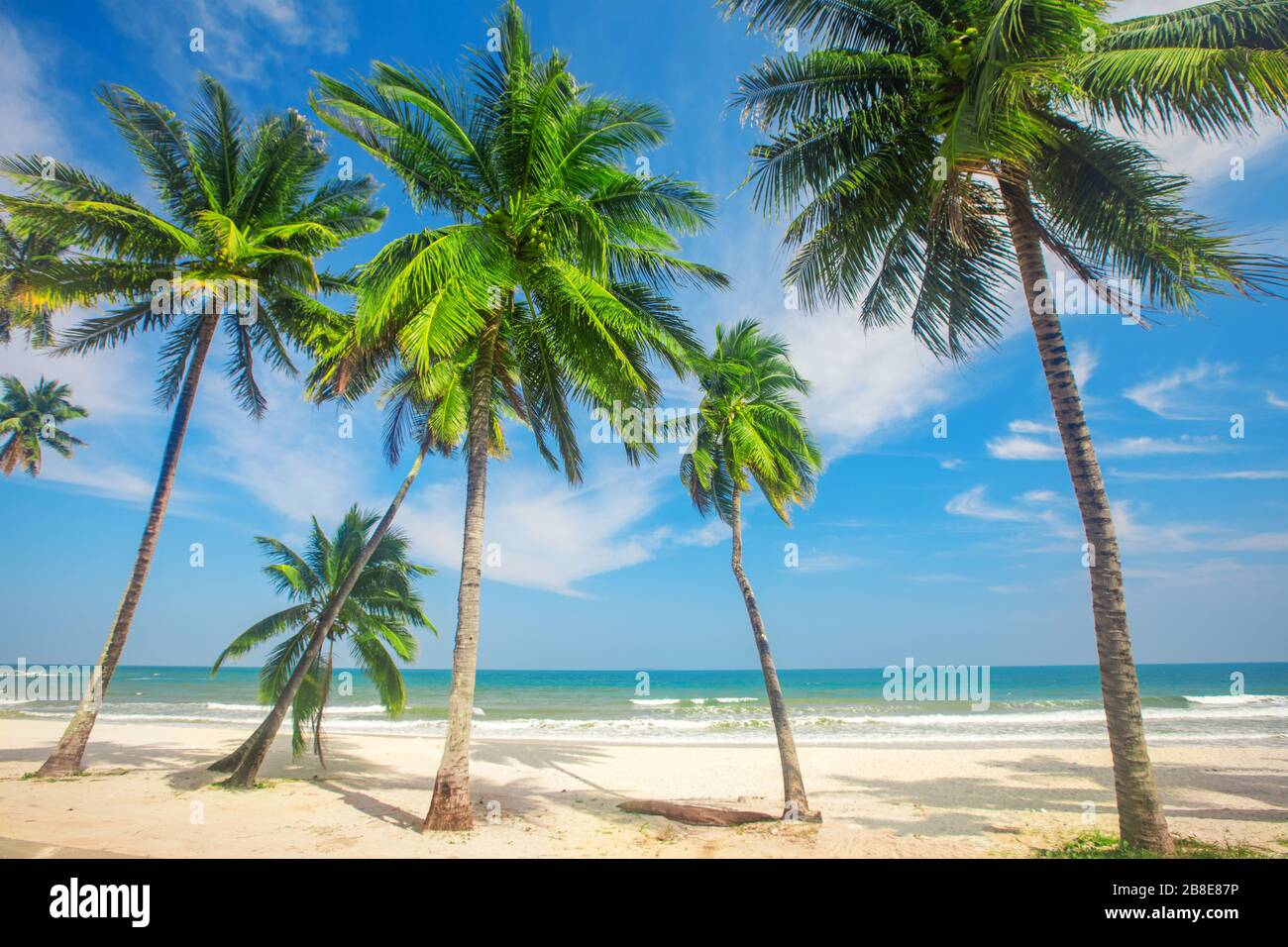 Tropical beach coconut palm trees hi-res stock photography and images ...