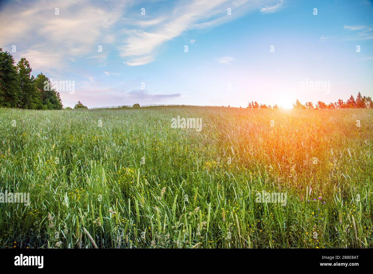 Summer green field at sunset time Stock Photo - Alamy