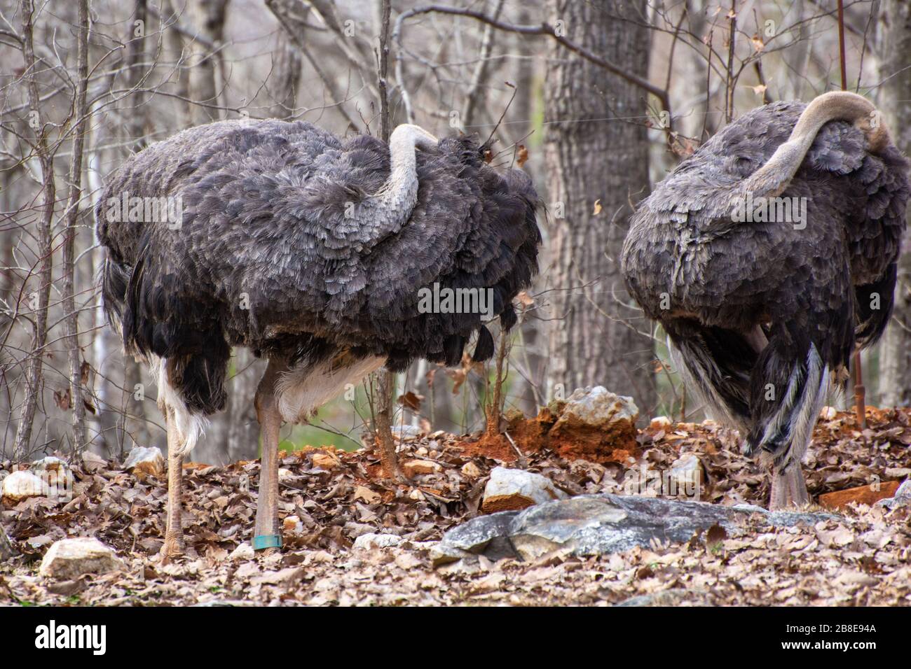 Huge ostriches enjoy the winter day at the local zoo Stock Photo - Alamy