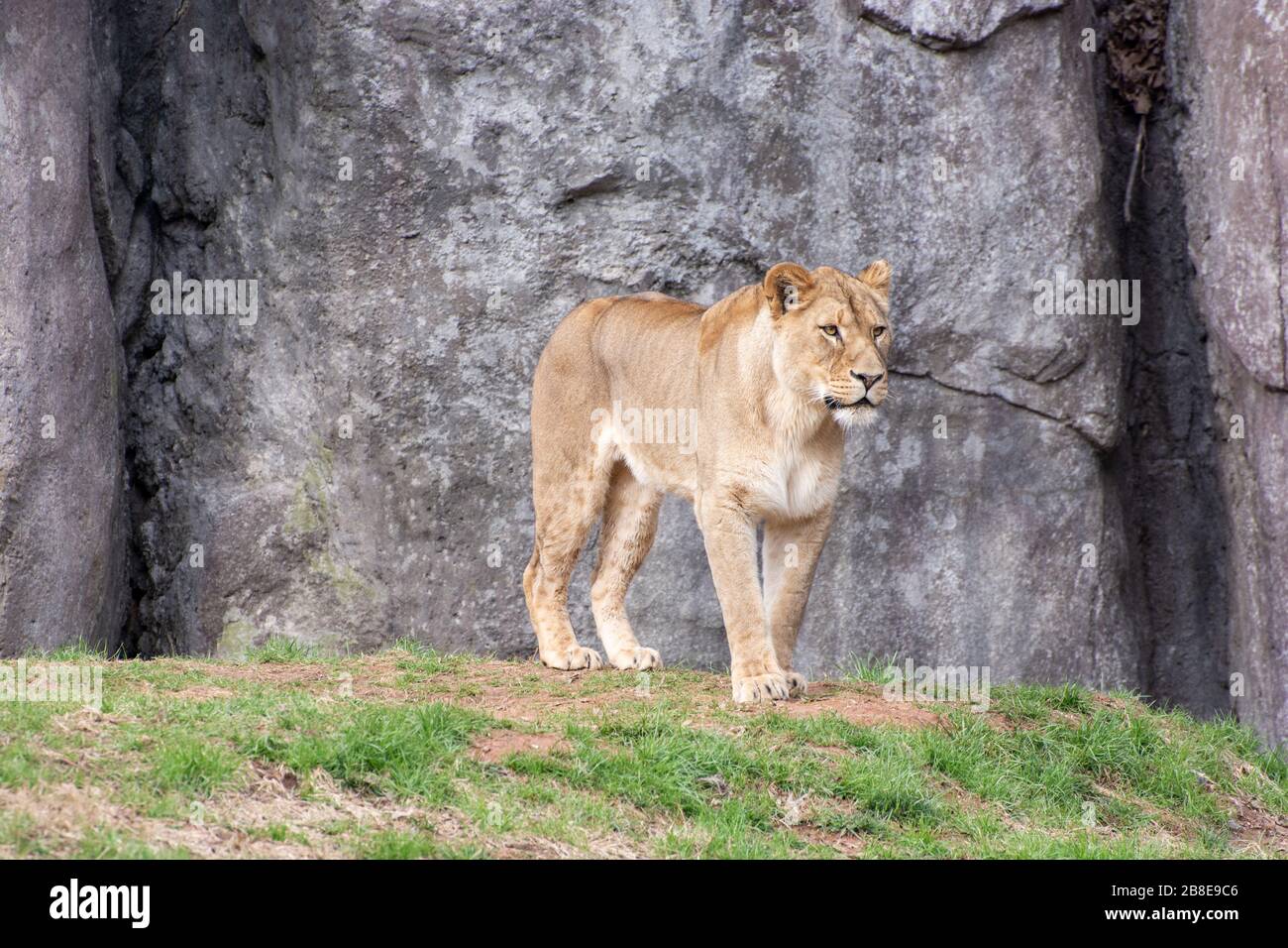 Lionness hi-res stock photography and images - Alamy