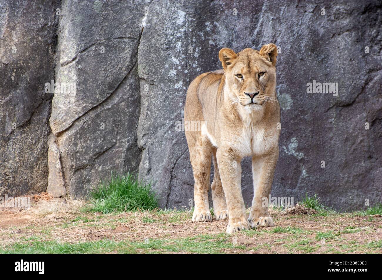 Lionness hi-res stock photography and images - Alamy