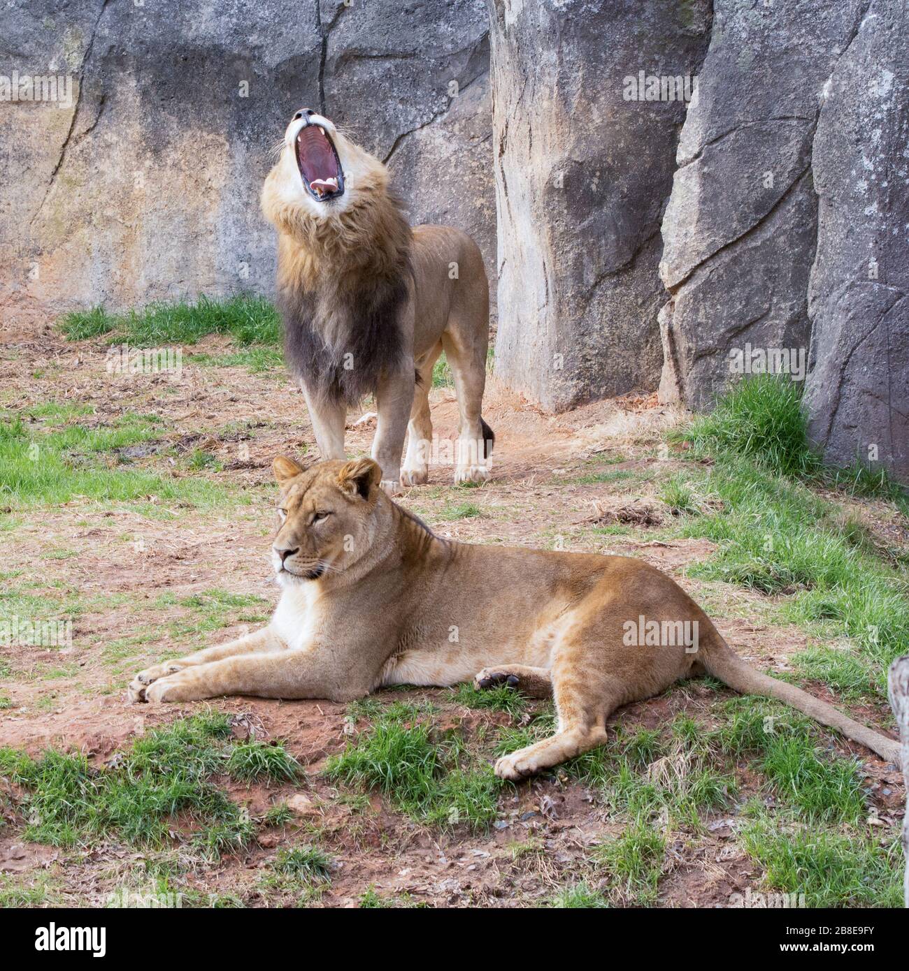 This lionness rules the roost at the local zoo Stock Photo - Alamy