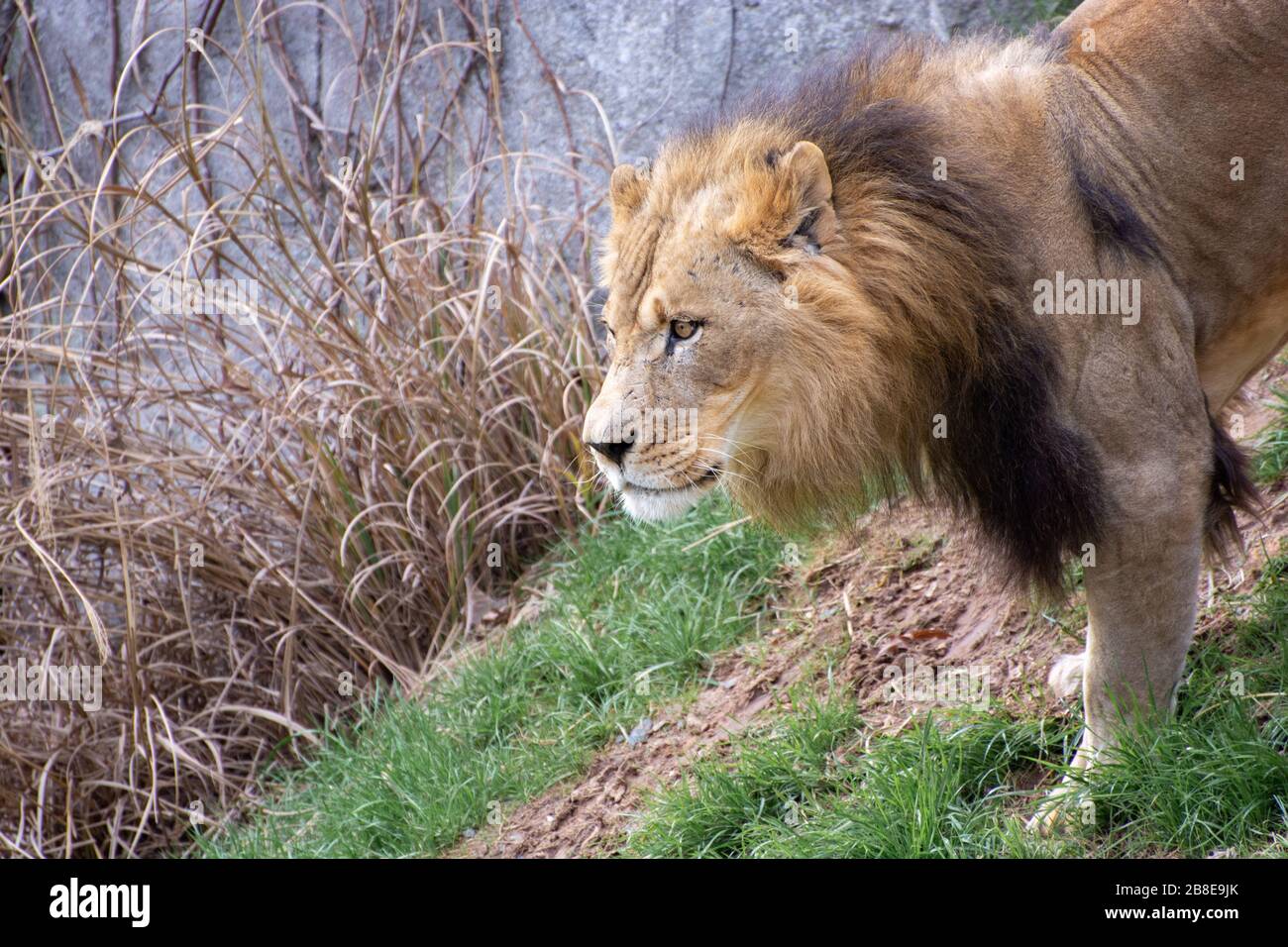 A majestic lion enjoys his day in his rocky habitat at the zoo Stock ...