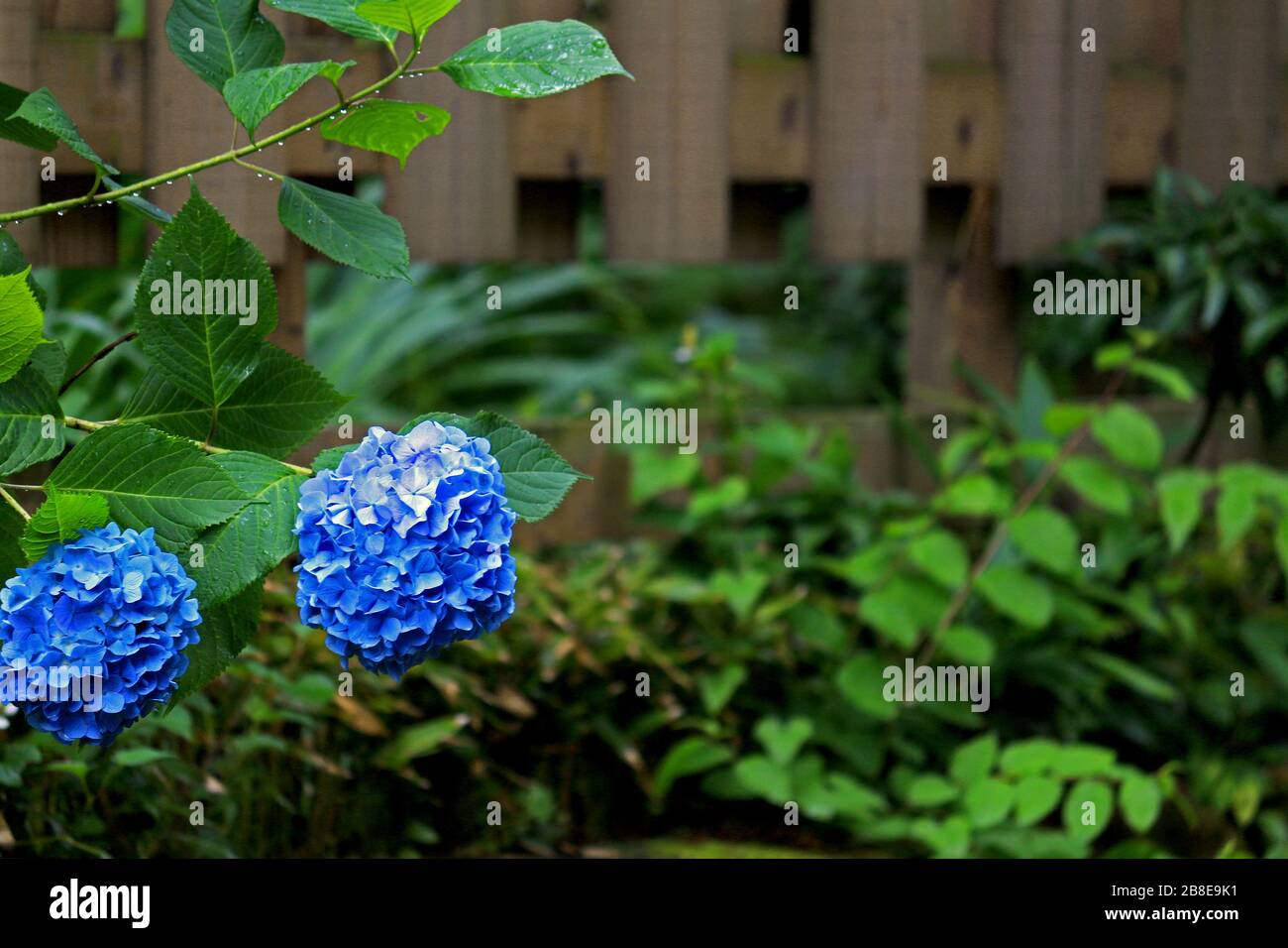 Blue hydrangea fence hi-res stock photography and images - Alamy