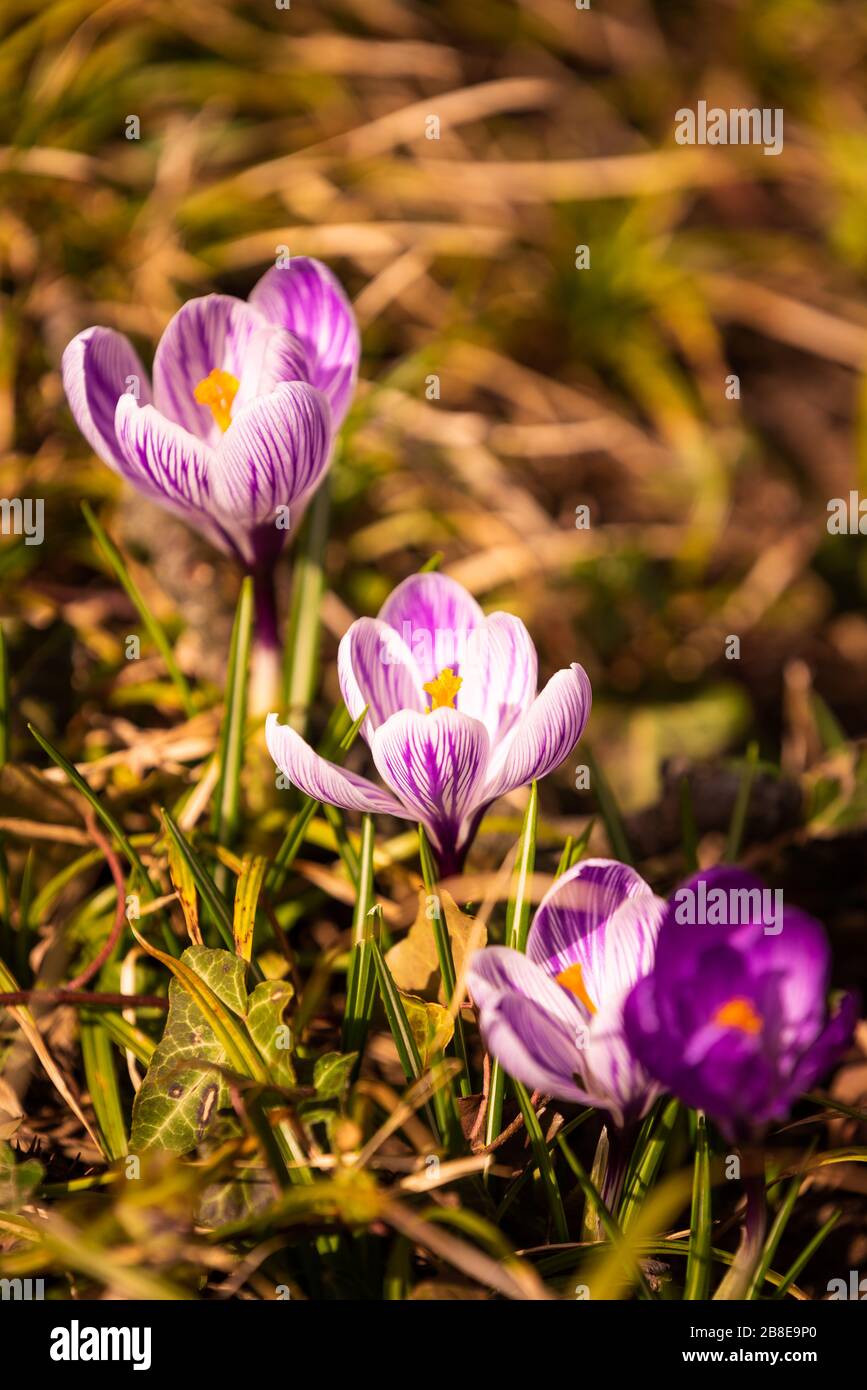 Crocus, plural crocuses or croci is a genus of flowering plants in the ...