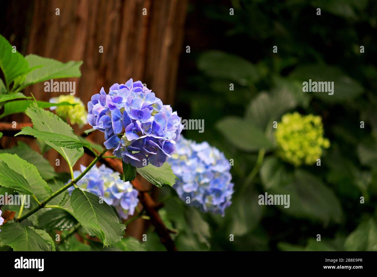Hydrangea japan forest hi-res stock photography and images - Alamy