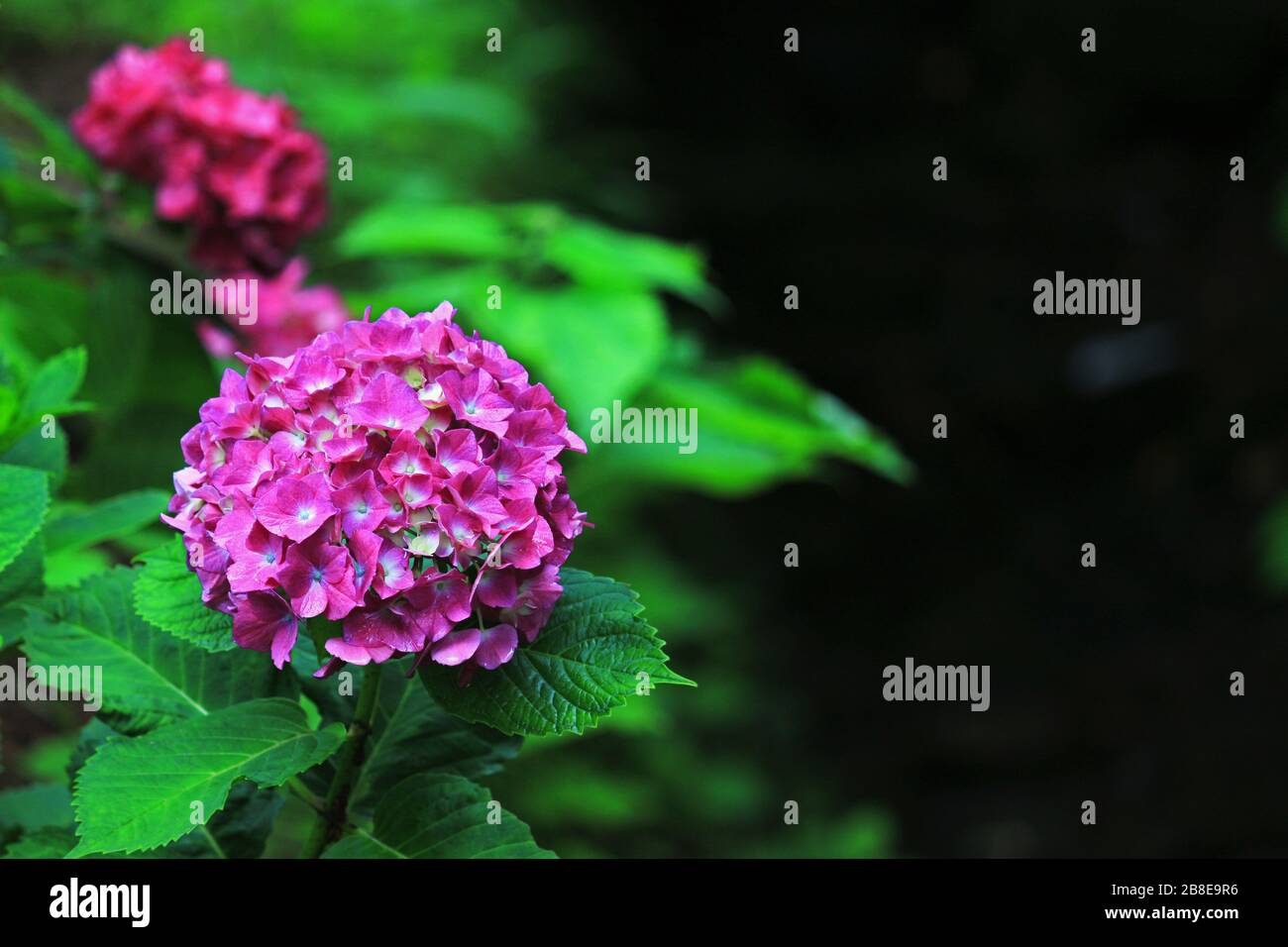 Landscape of hydrangea blooming on a path in Kamakura, Japan Stock ...