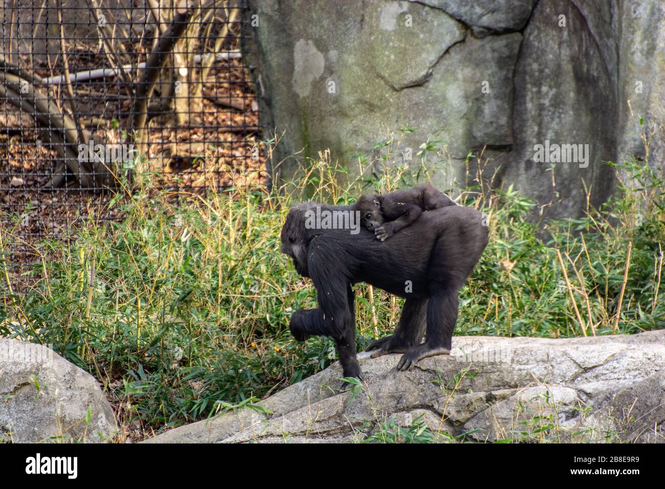 An ape mother and baby take a stroll in their habitat at the zoo Stock ...