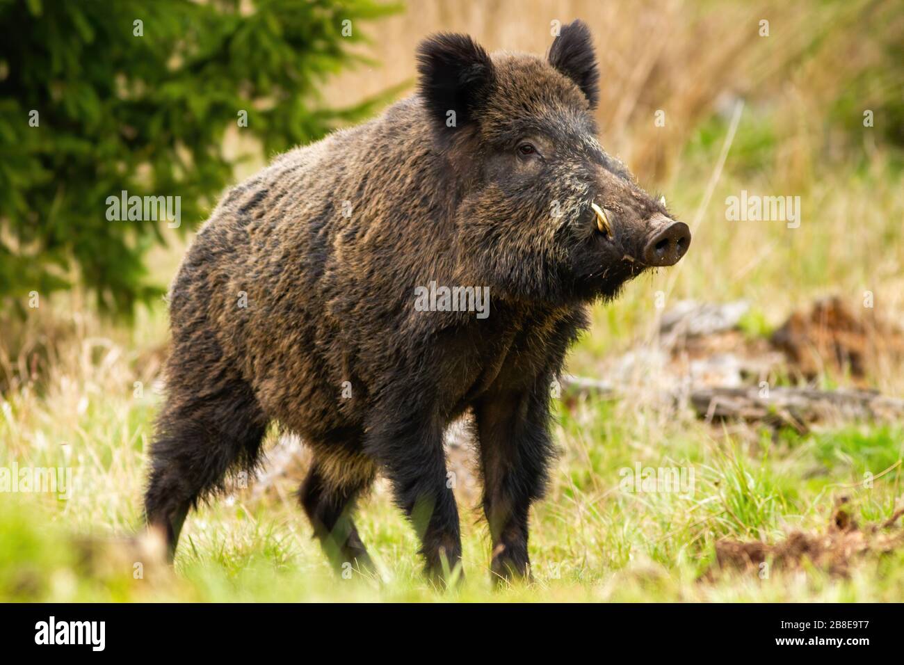 Boar with tusks hi-res stock photography and images - Alamy