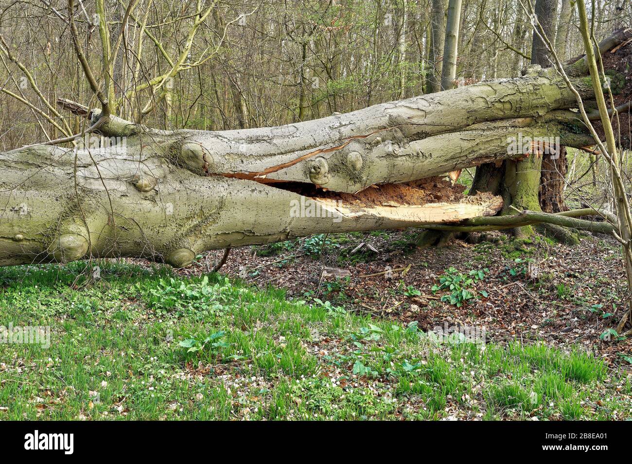 Completely dead hi-res stock photography and images - Alamy