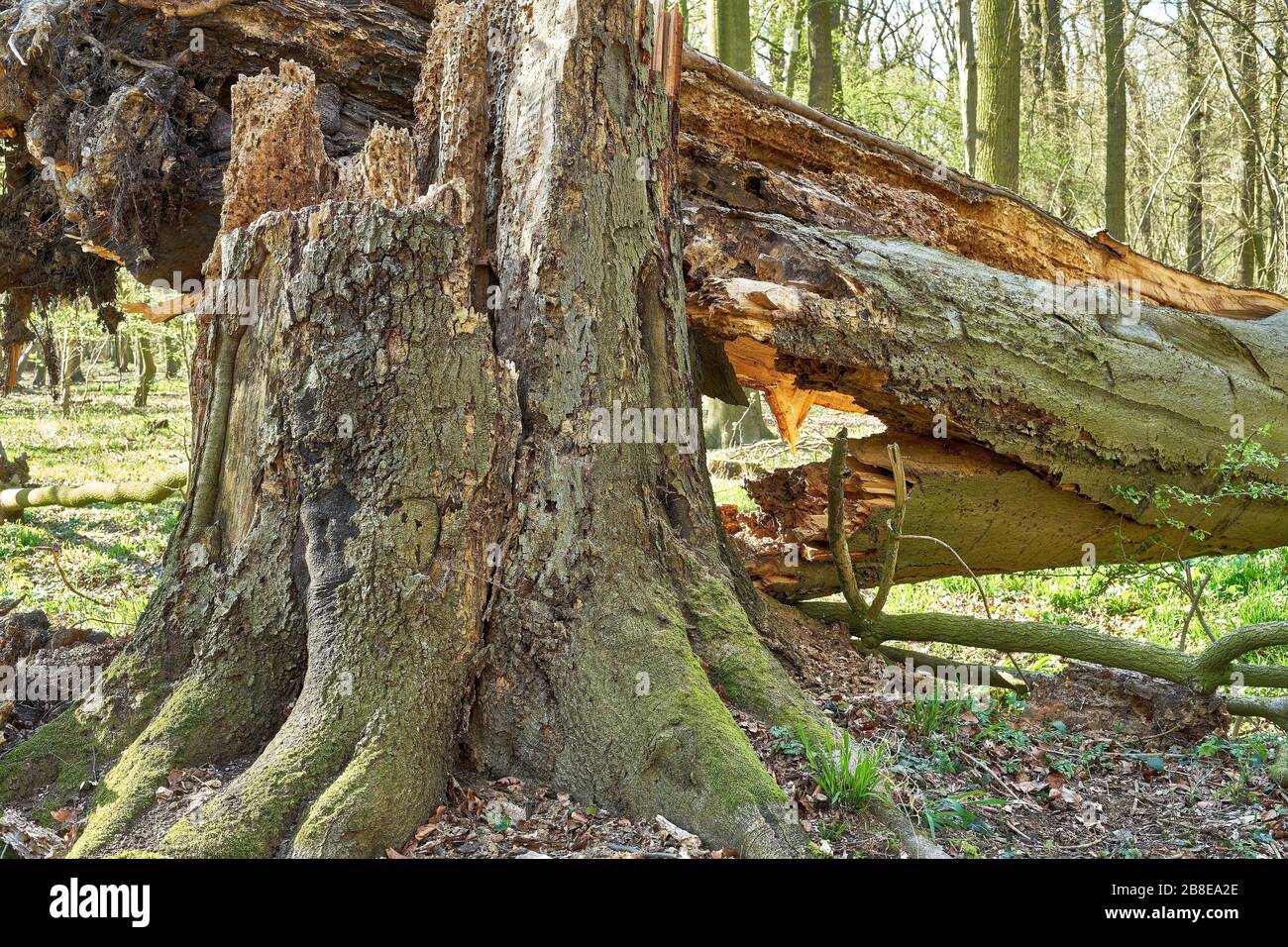 A huge beech tree is fallen in storm. She was completely rotten Stock ...