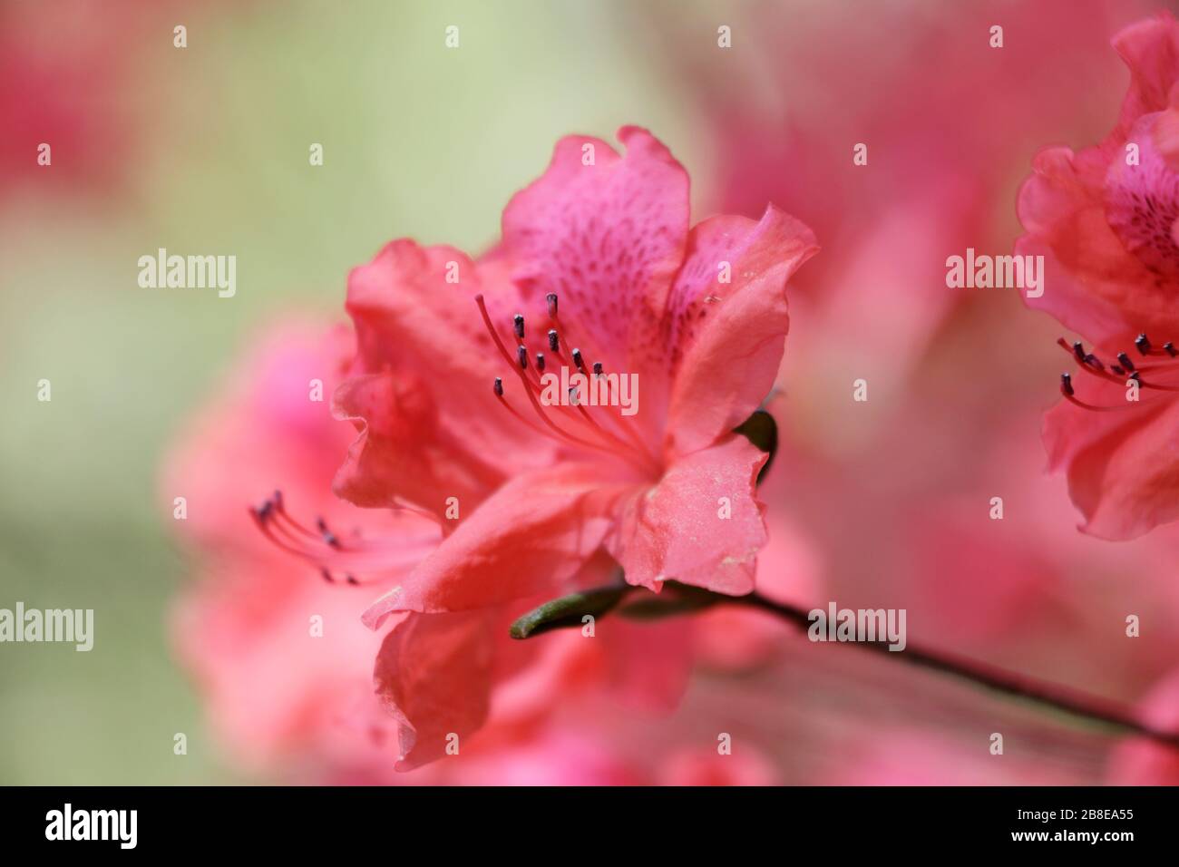 Indian azalea hi-res stock photography and images - Alamy