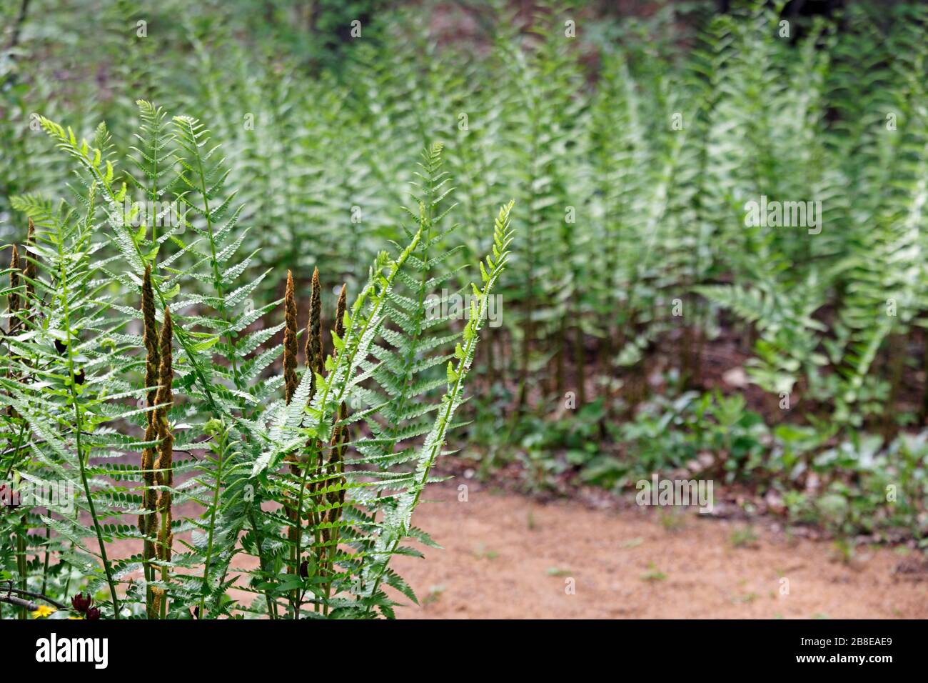 Southern ferns hi-res stock photography and images - Alamy