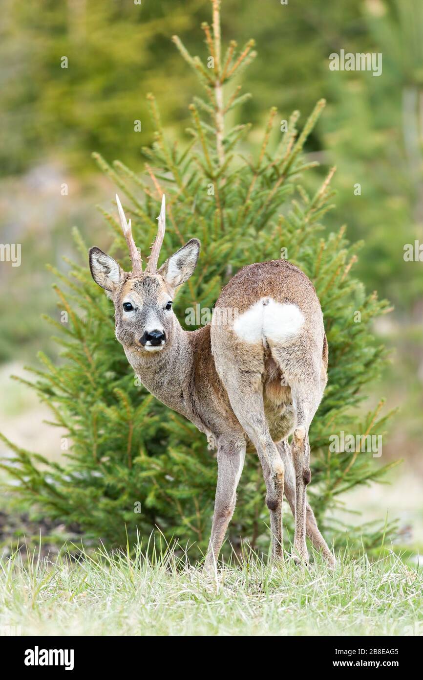 Old roe deer buck looking behind while standing in front of spruce tree ...