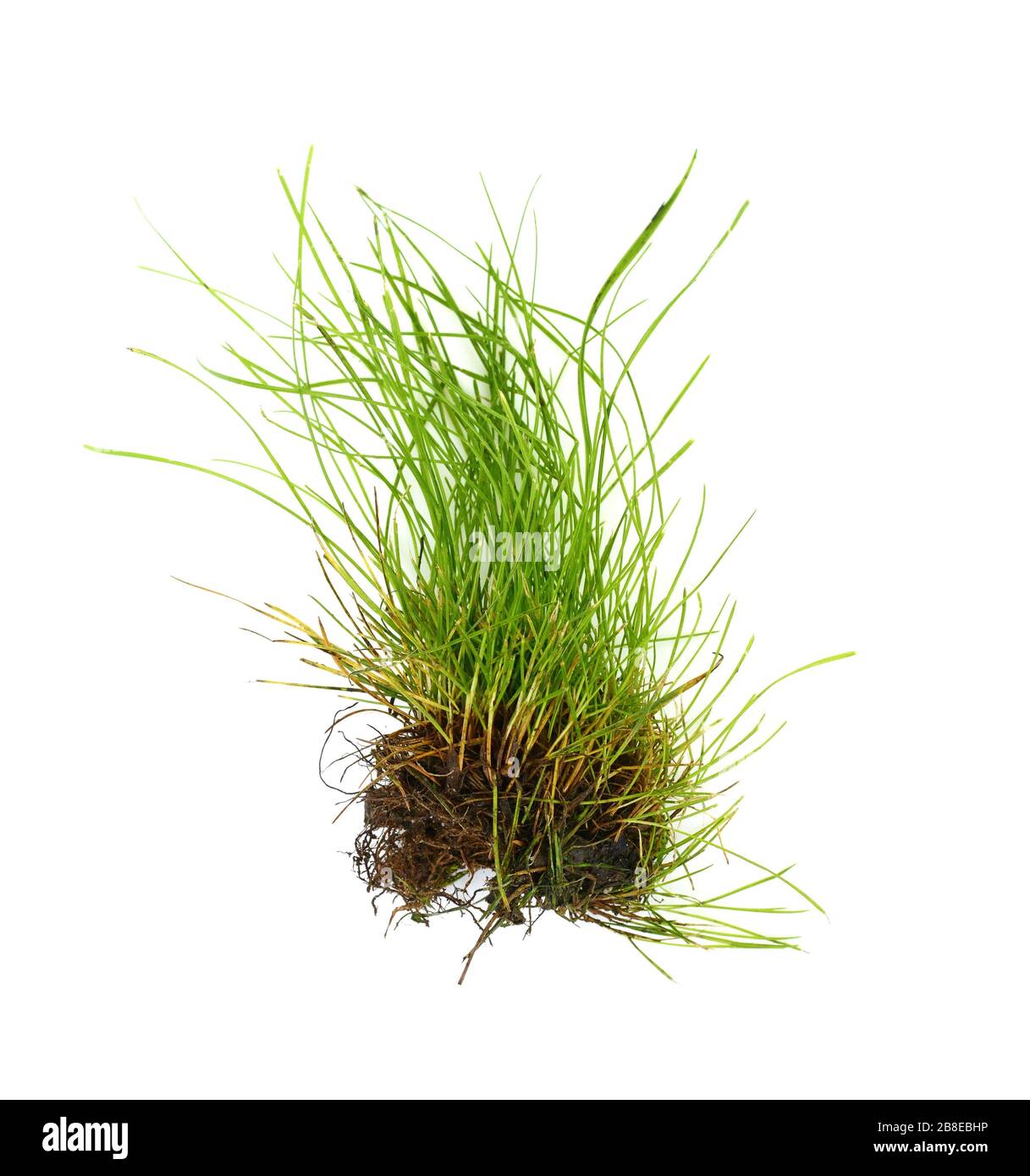 GRASS WITH ROOT Stock Photo - Alamy