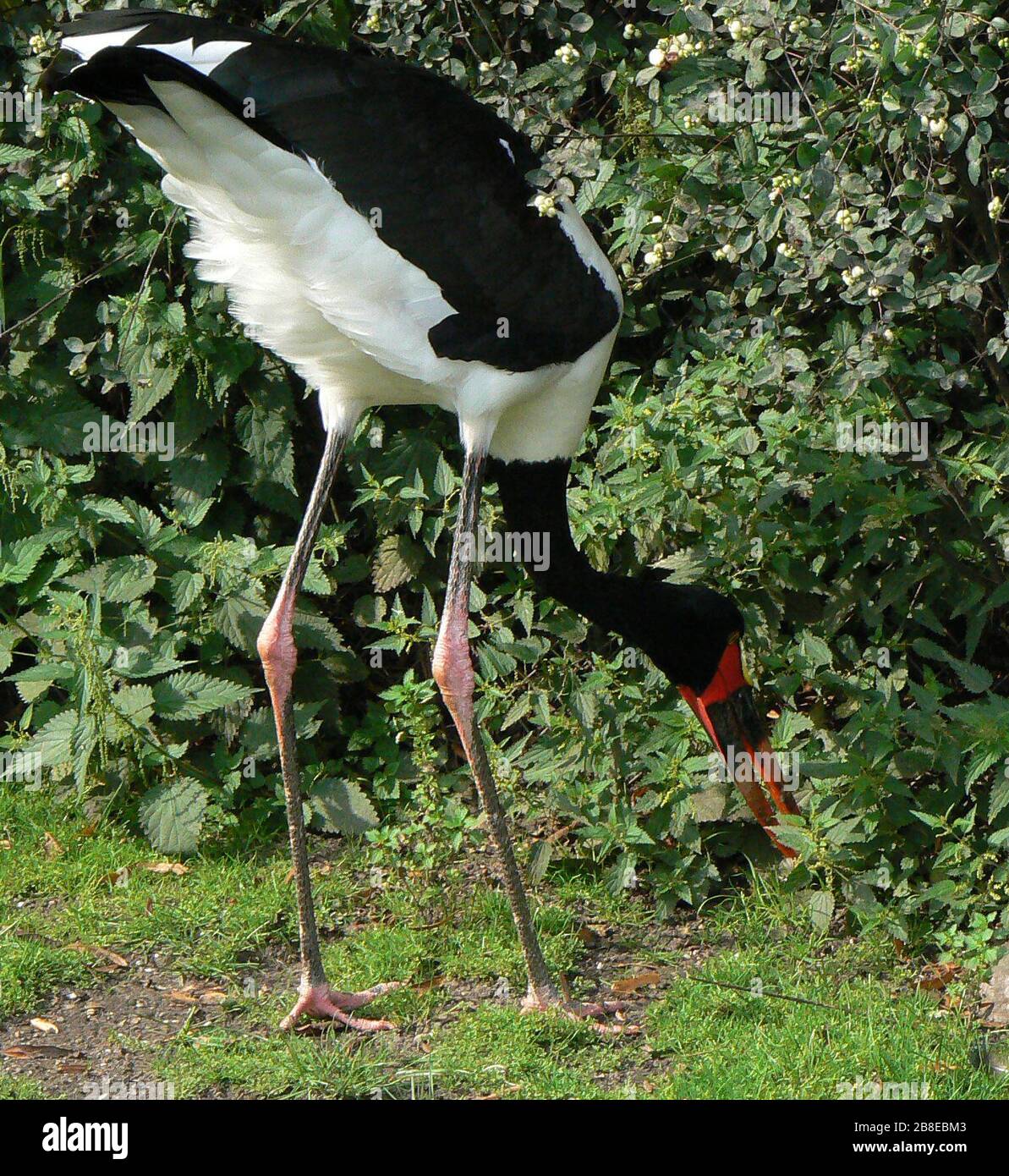 Zoo storch hi-res stock photography and images - Alamy