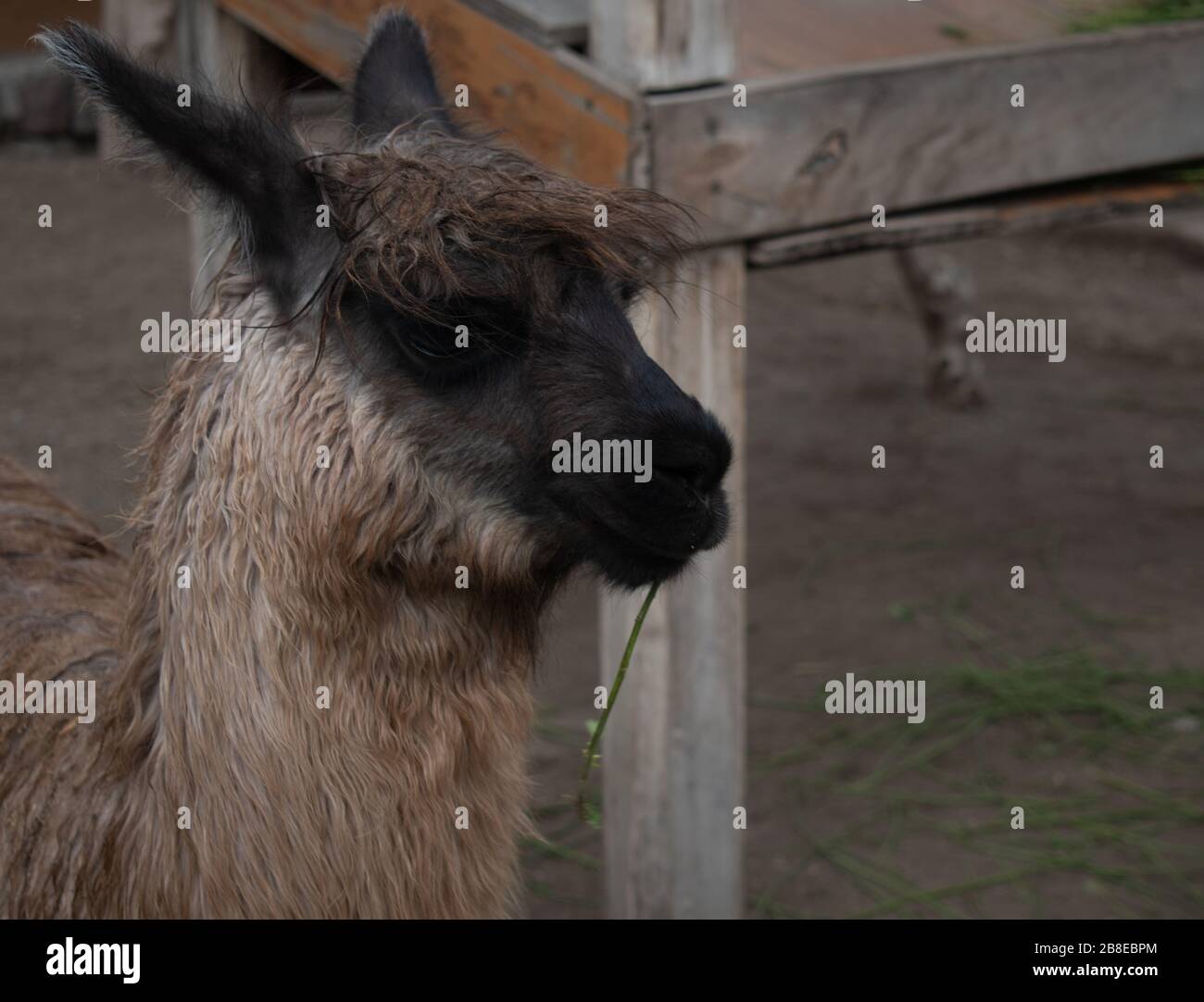 Domesticacion hi-res stock photography and images - Alamy