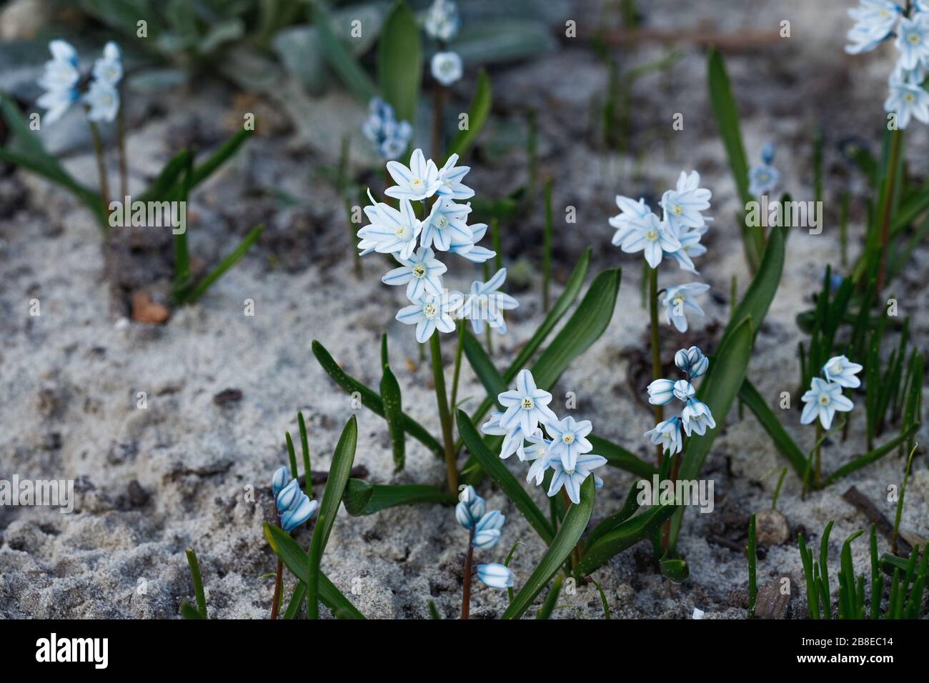 Beautiful fragile delicate pale blue bell-shaped flowers of Pushkin ...