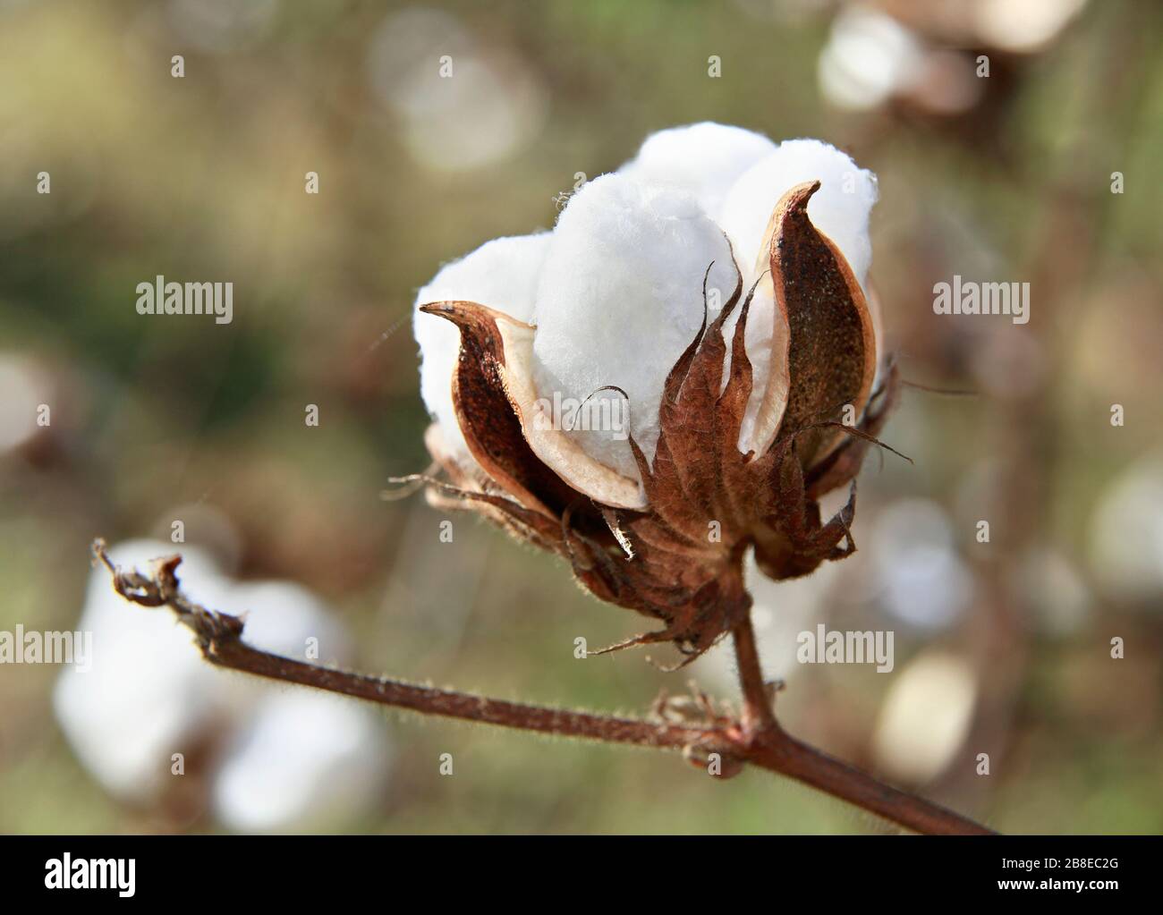 Gossypium - Cotton - November Stock Photo - Alamy
