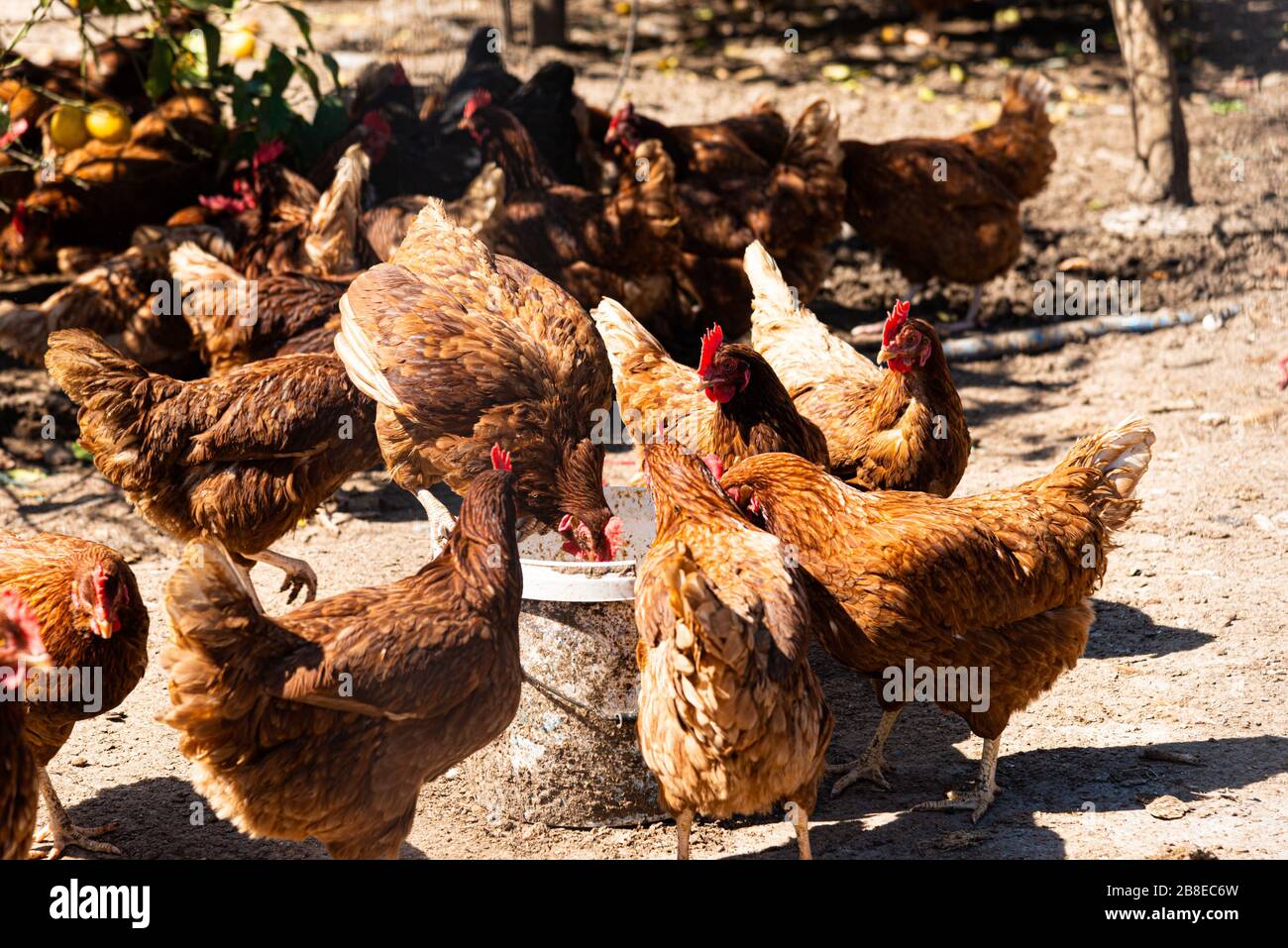 Group of red chickens feeding from a food bucket at a chicken farm ...