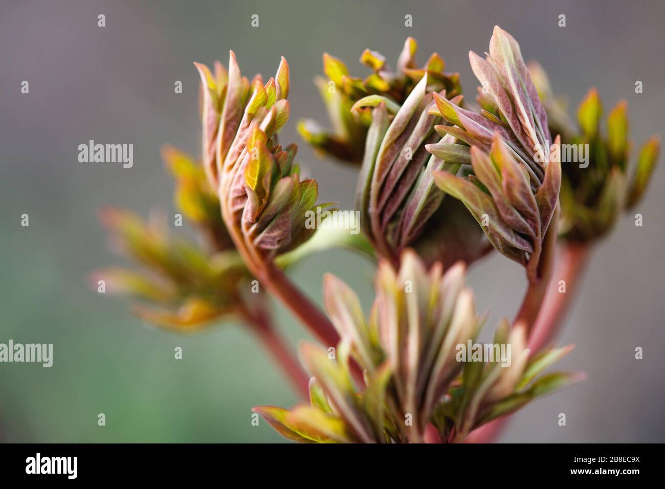 Tree peony. Early spring. Dissolution of leaves Stock Photo - Alamy