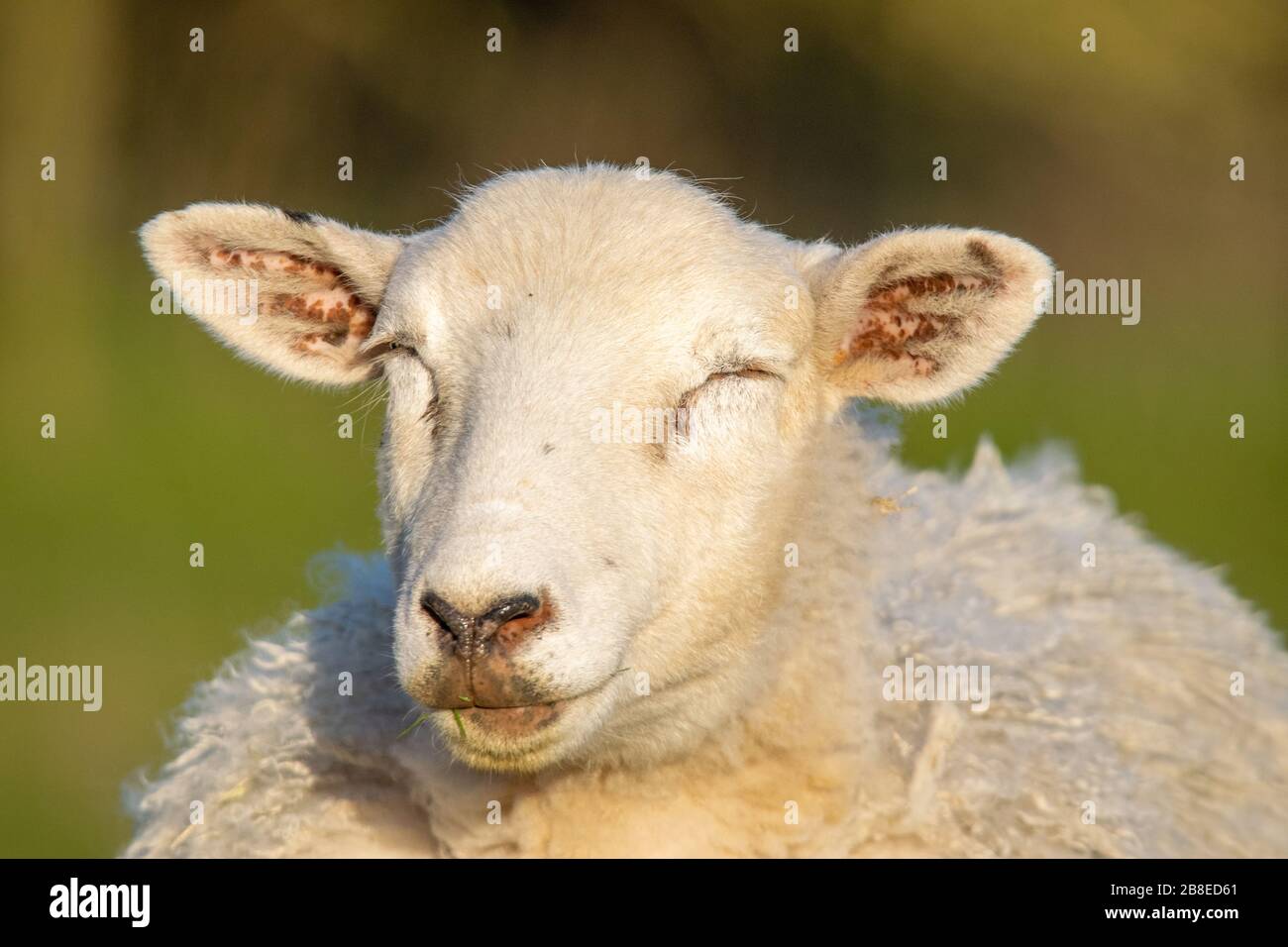 Sheep sleeping hi-res stock photography and images - Alamy