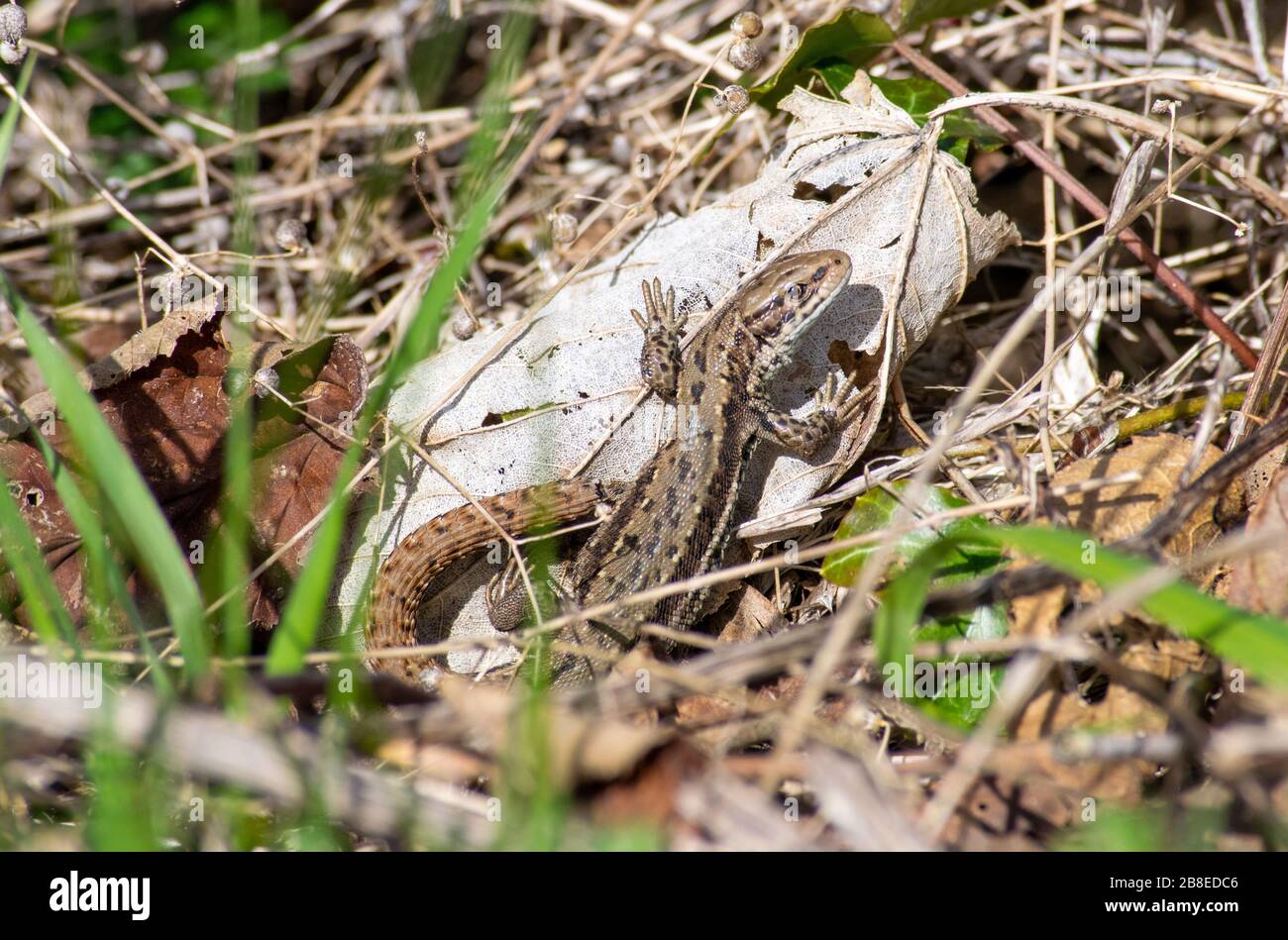 Ring lizard hi-res stock photography and images - Alamy