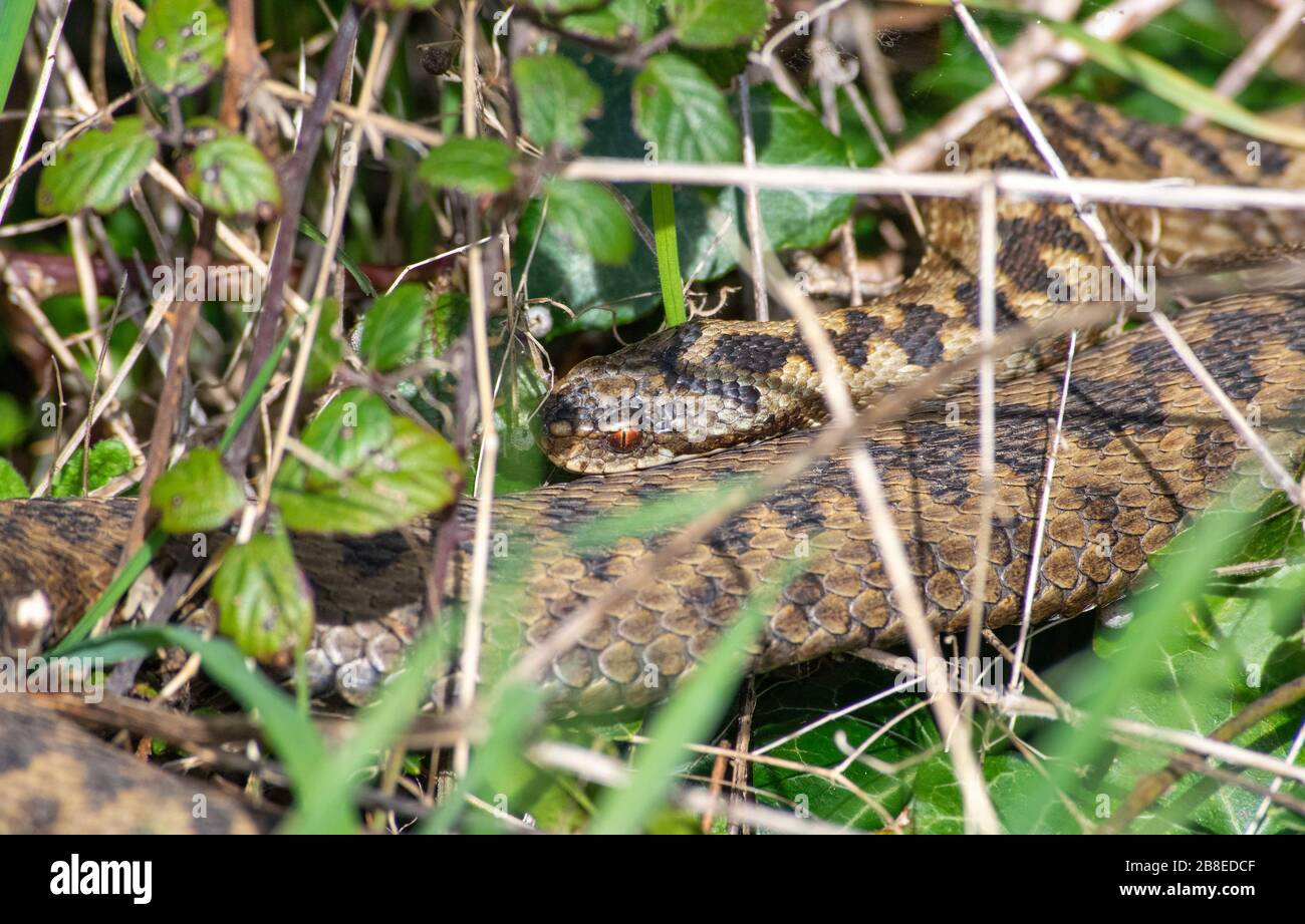 Adder basking hi-res stock photography and images - Alamy