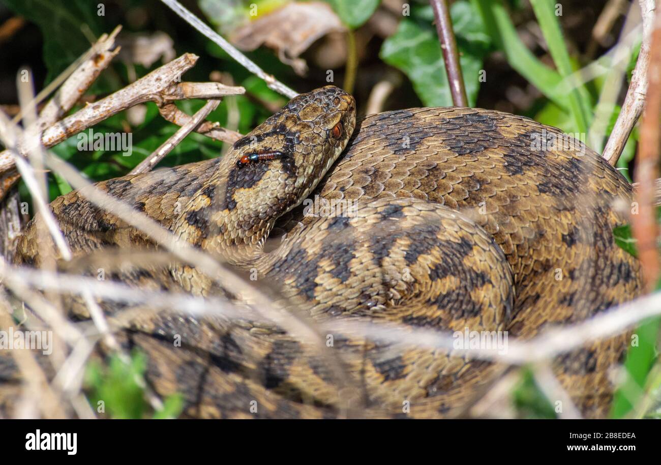 Adder basking hi-res stock photography and images - Alamy