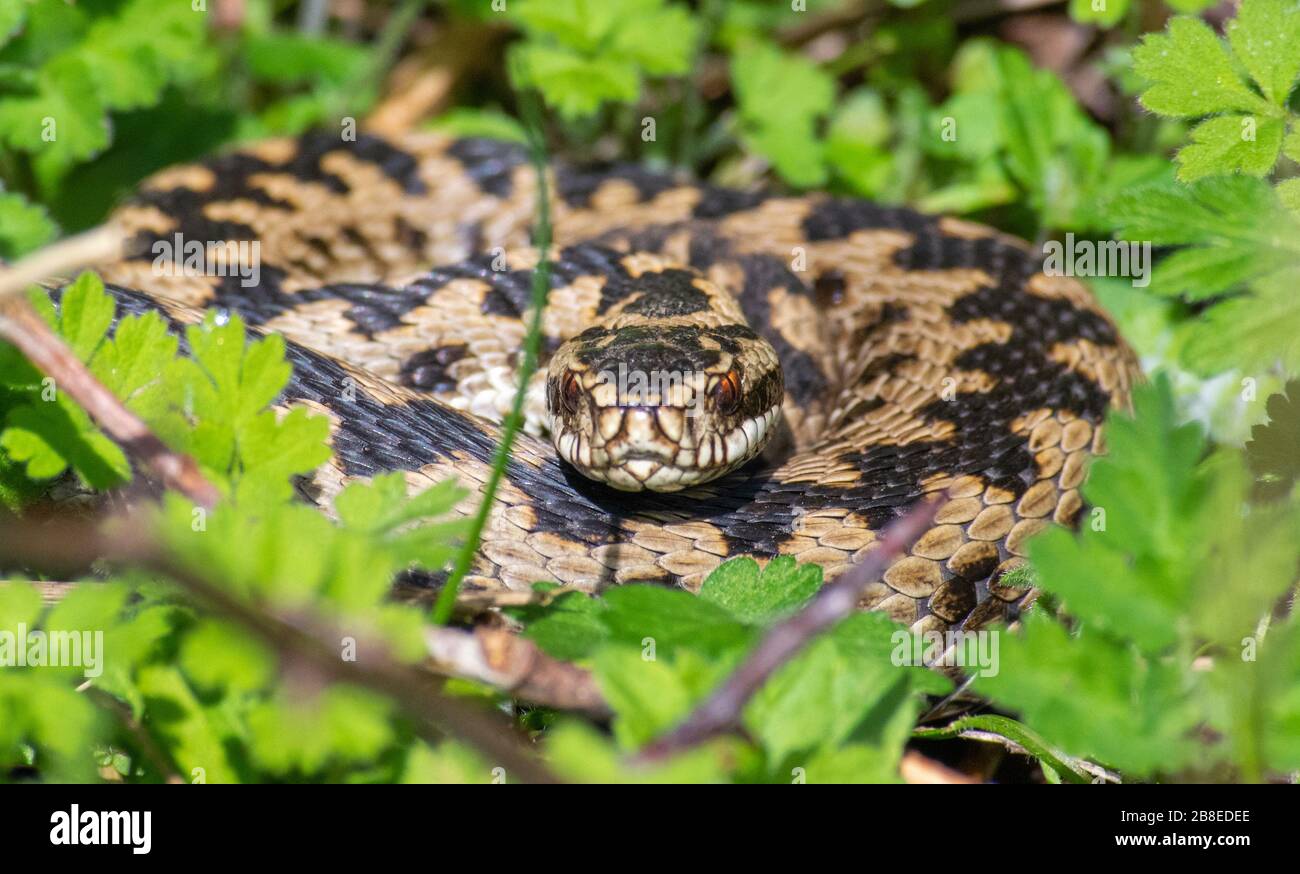 Lancing ring hi-res stock photography and images - Alamy