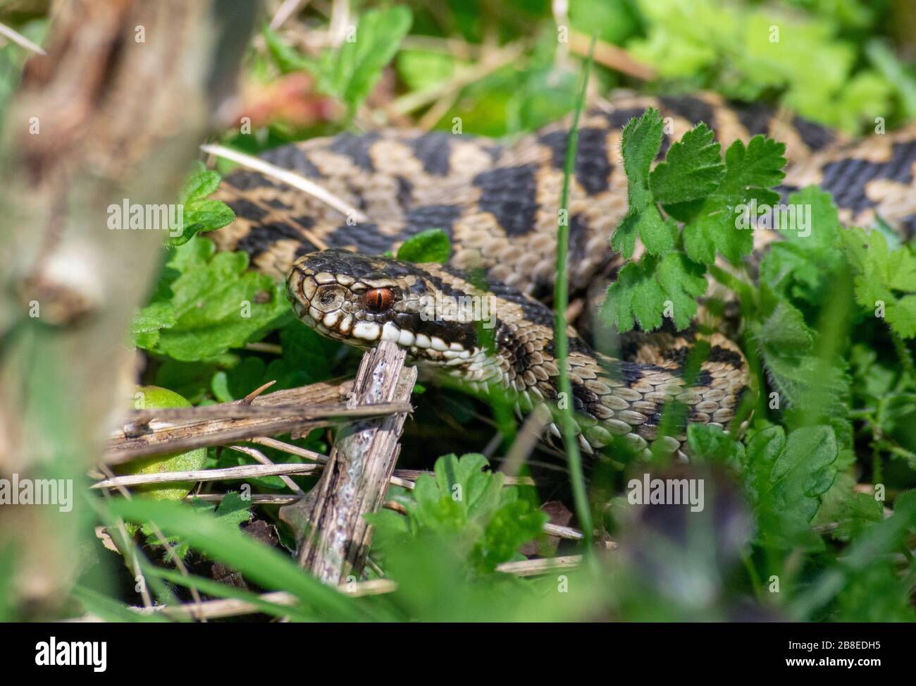 Adder basking hi-res stock photography and images - Alamy