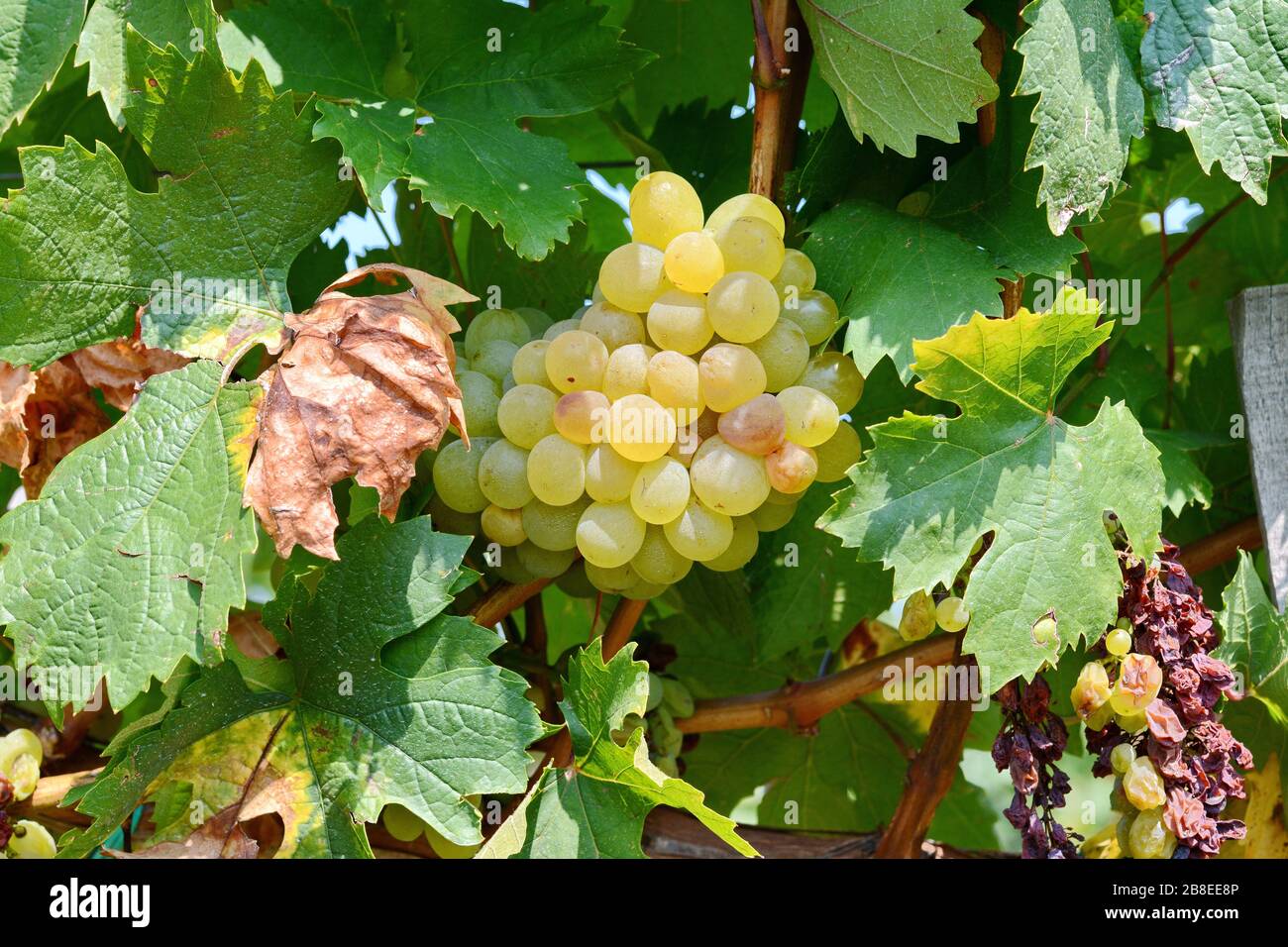 Bunch of grapes on the vine with green leaves. Grape harvest on october ...